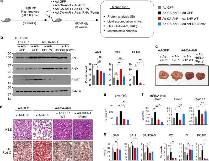 PEMT Antibody (PA5-42383)