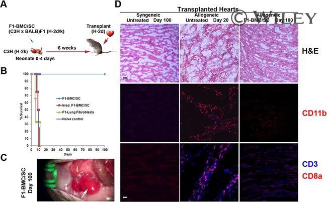 CD8a Antibody (14-0081-82)