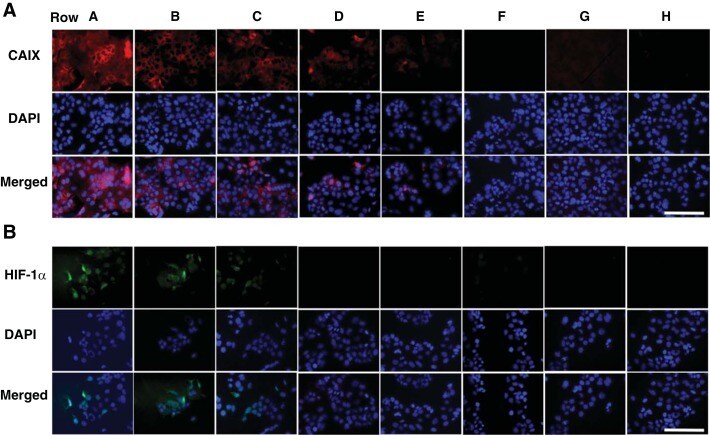 HIF1A Antibody (MA1-516)
