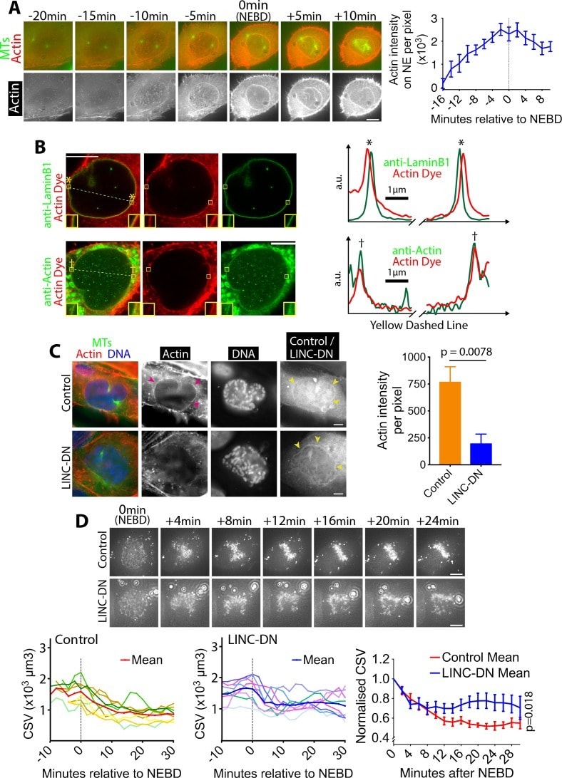 beta Actin Antibody (PA1-183)