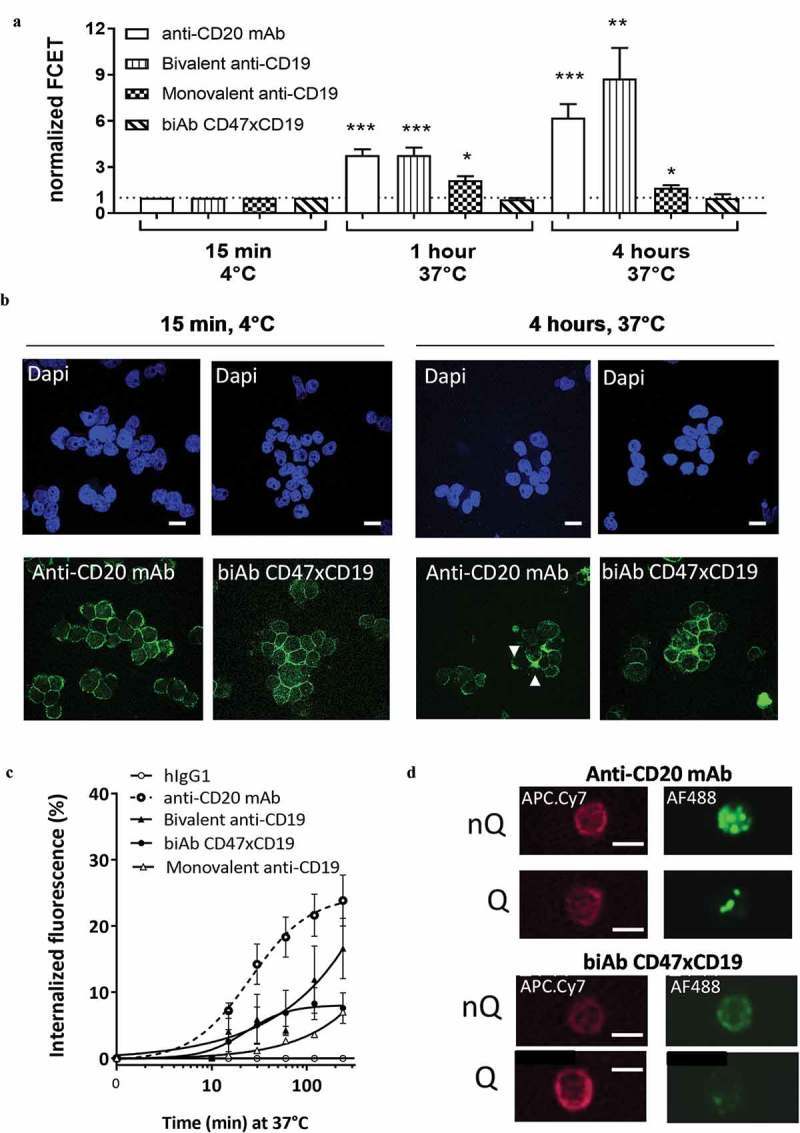 PDE6B Antibody (PA1-722)