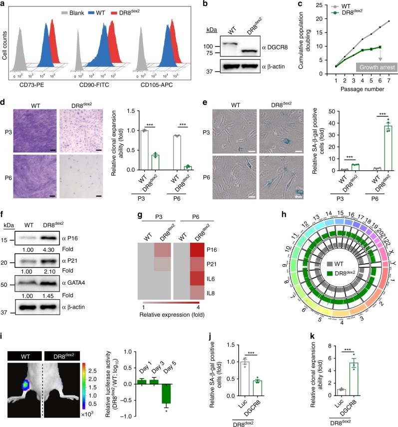 CD105 (Endoglin) Antibody, PE-Cyanine7 (25-1057-42)