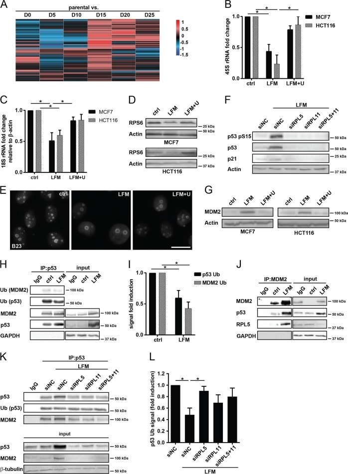 MDM2 Antibody (700555)