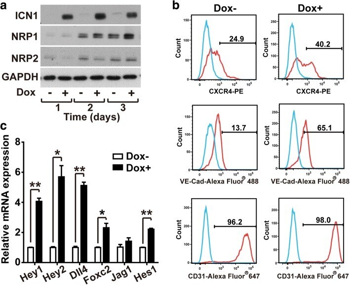 CD144 (VE-cadherin) Antibody (14-1441-82)