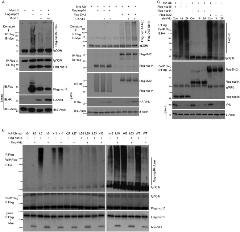 c-Myc Antibody (MA1-980)
