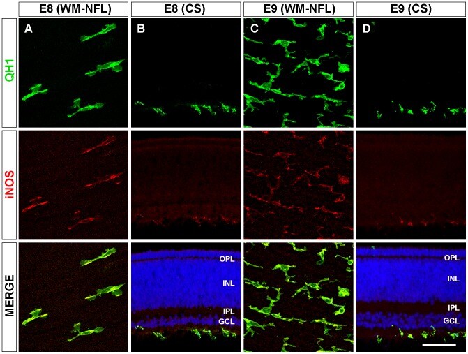 iNOS Antibody (PA1-036)