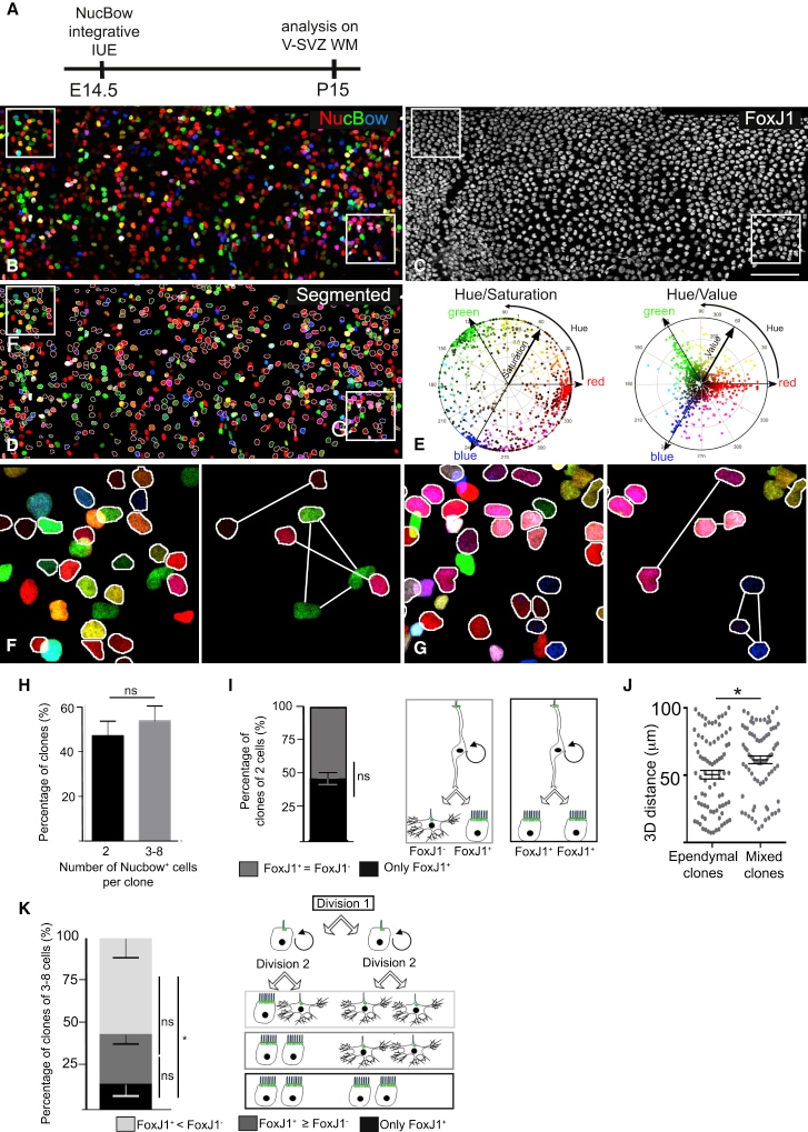 FOXJ1 Antibody (14-9965-82)