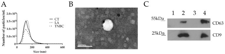 CD63 Antibody (10628D)
