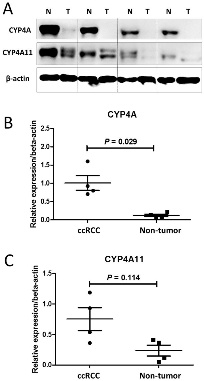 CD44 Antibody (MA4400)