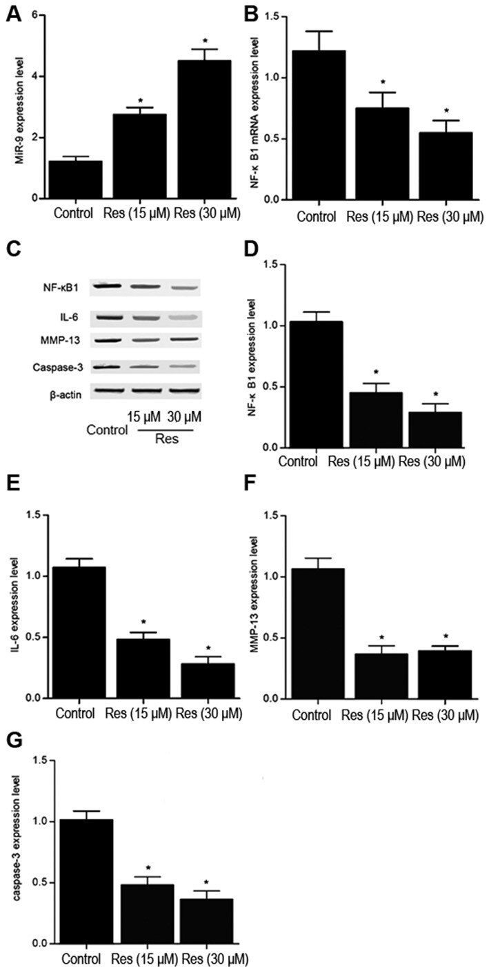 Active/Pro-Caspase 3 Antibody (MA1-91637)