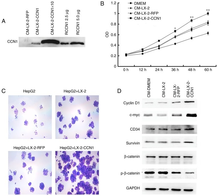 c-Myc Antibody (MA1-980)