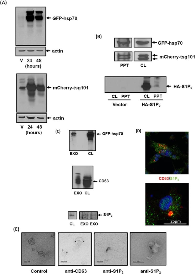 CD63 Antibody (10628D)
