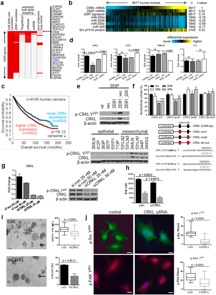 BrdU Antibody, Alexa Fluor® 647 (B35133)