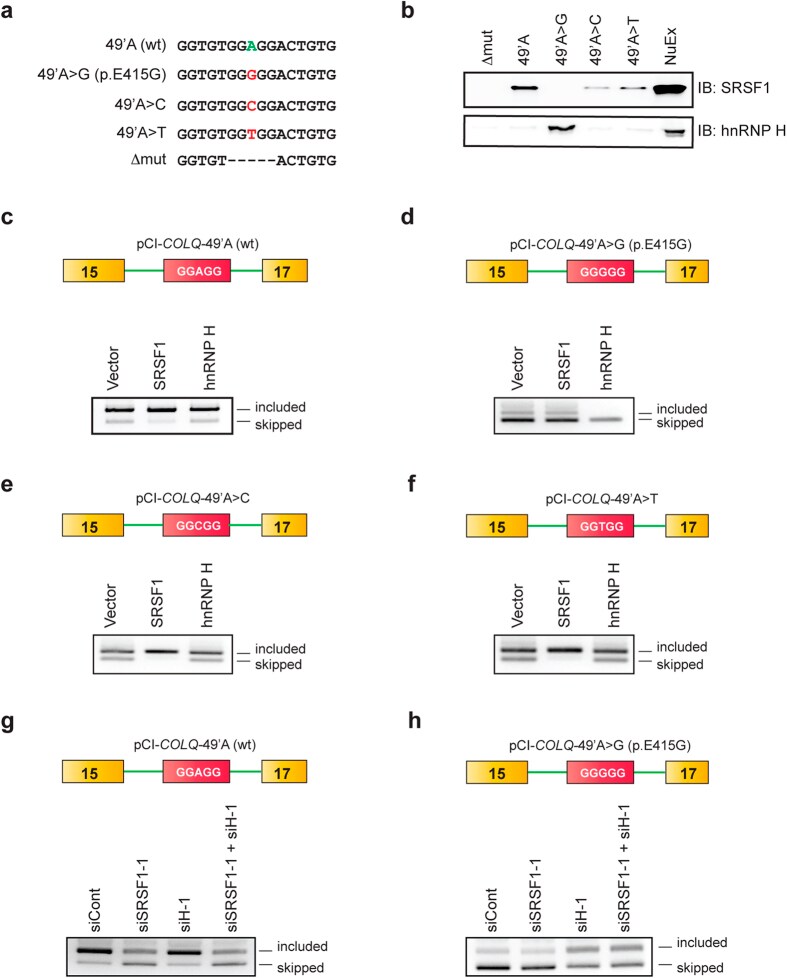 SRSF1 Antibody (32-4500)