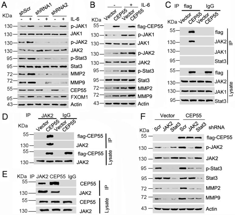 JAK2 Antibody (AHO1352)