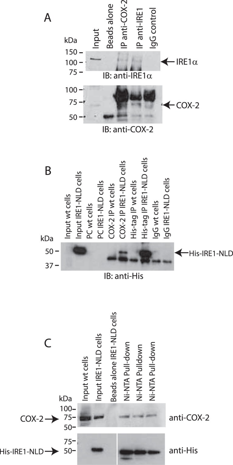6x-His Tag Antibody (MA1-21315)