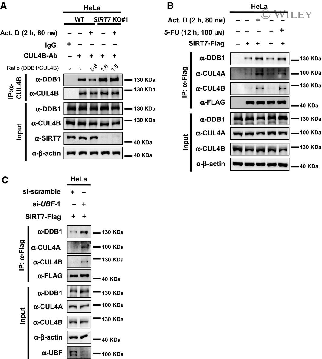 DDB1 Antibody (37-6200)