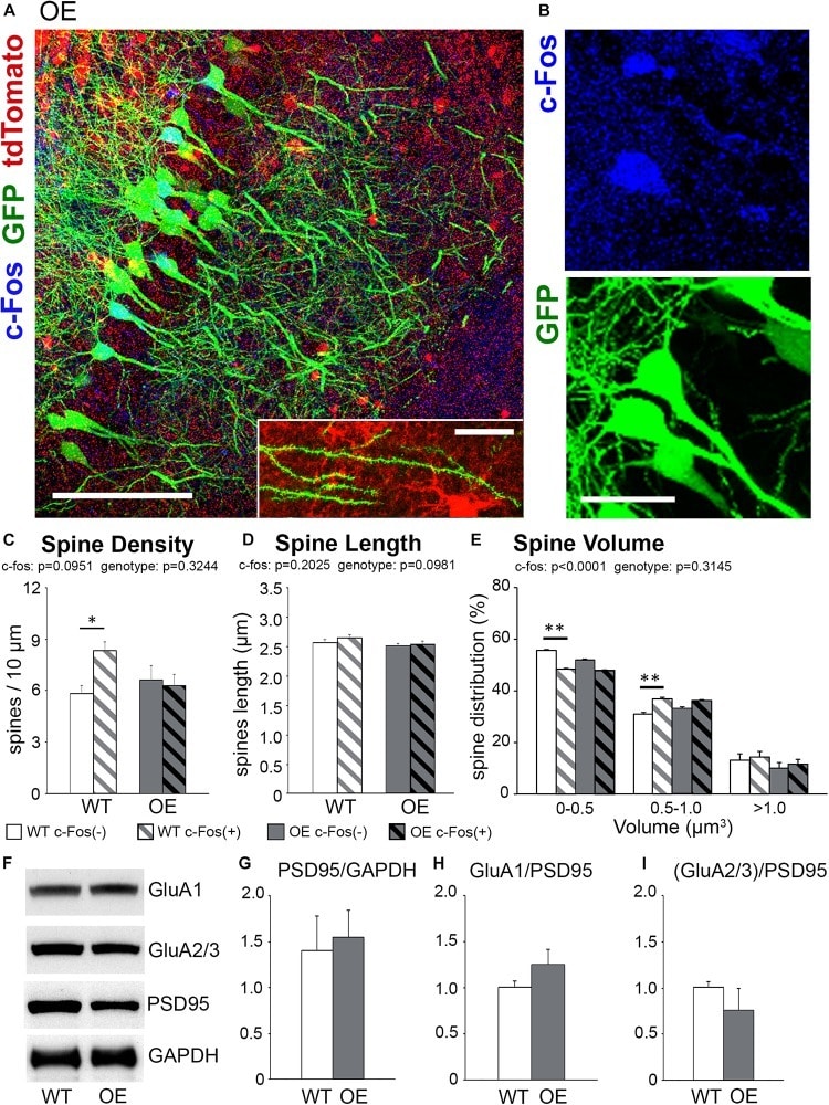 VGLUT1 Antibody (48-2400)