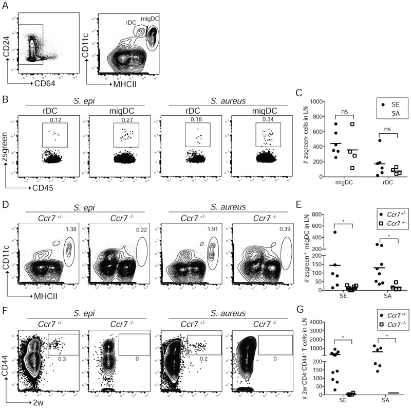 CD3e Antibody, FITC (11-0031-82)