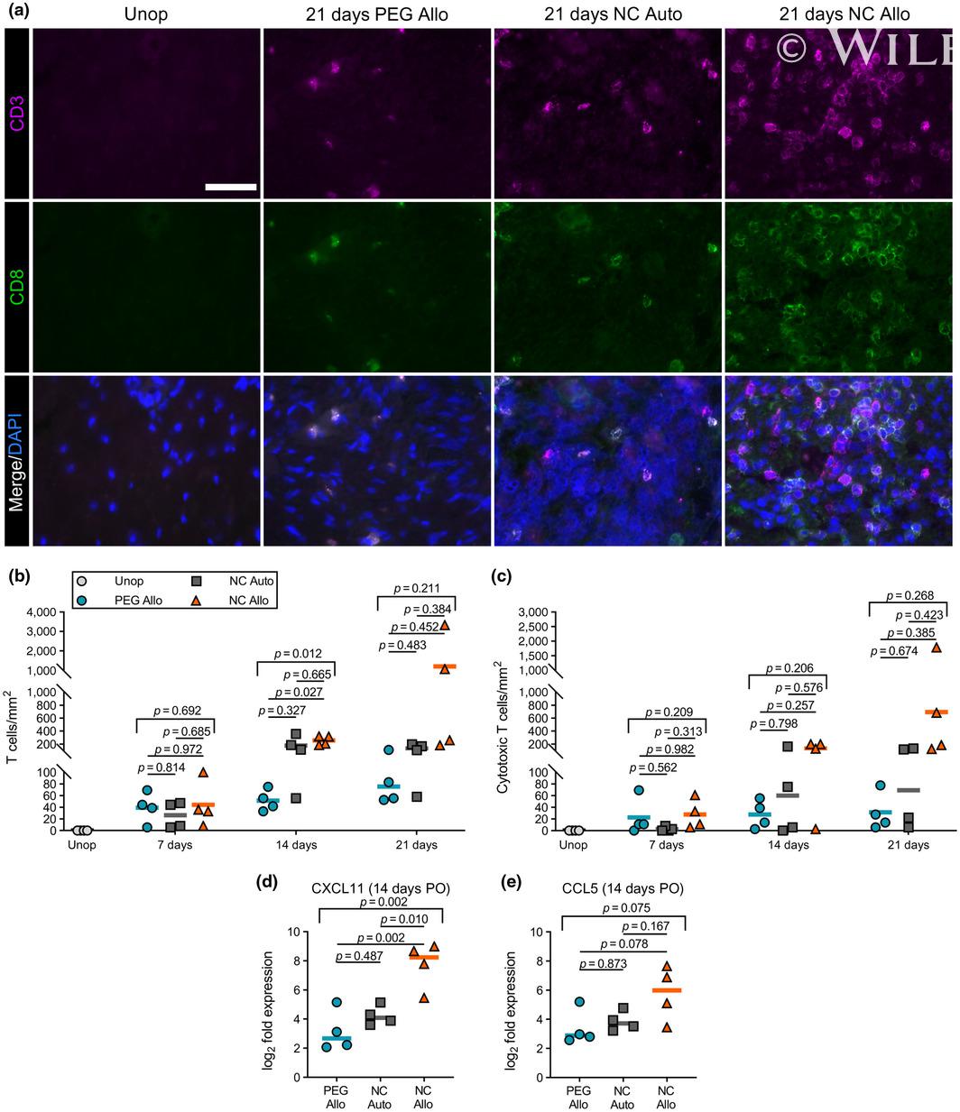 FOXP3 Antibody, PerCP-Cyanine5.5 (45-4776-42)