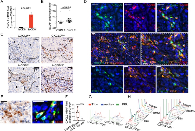 TPH2 Antibody (PA1-778)