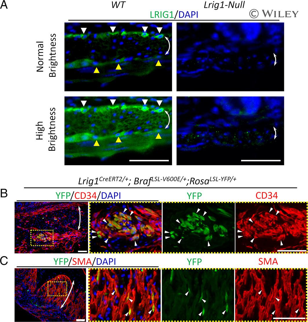 CD34 Antibody, Alexa Fluor™ 700 (56-0341-82)