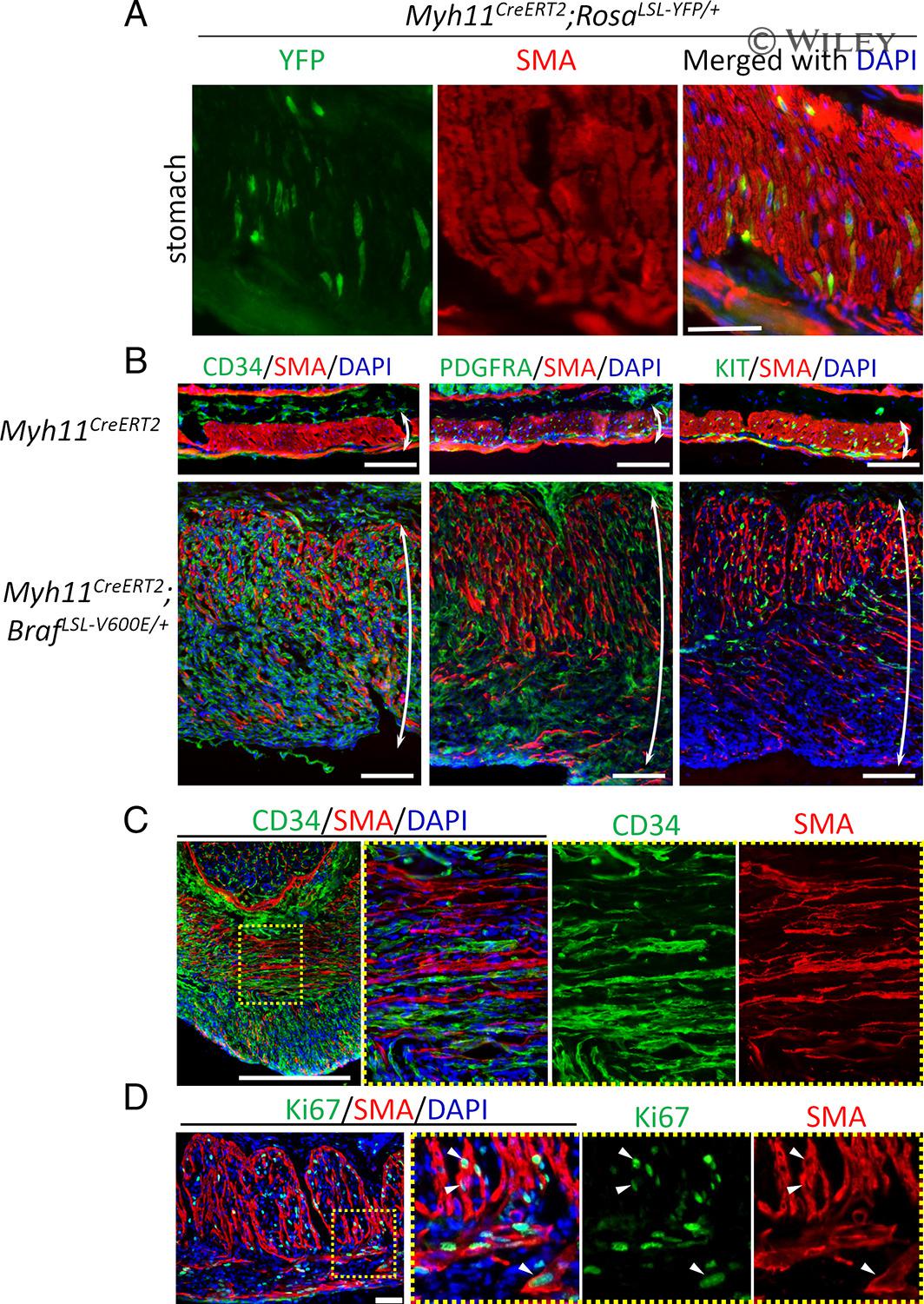 CD140a (PDGFRA) Antibody, Biotin (13-1401-82)