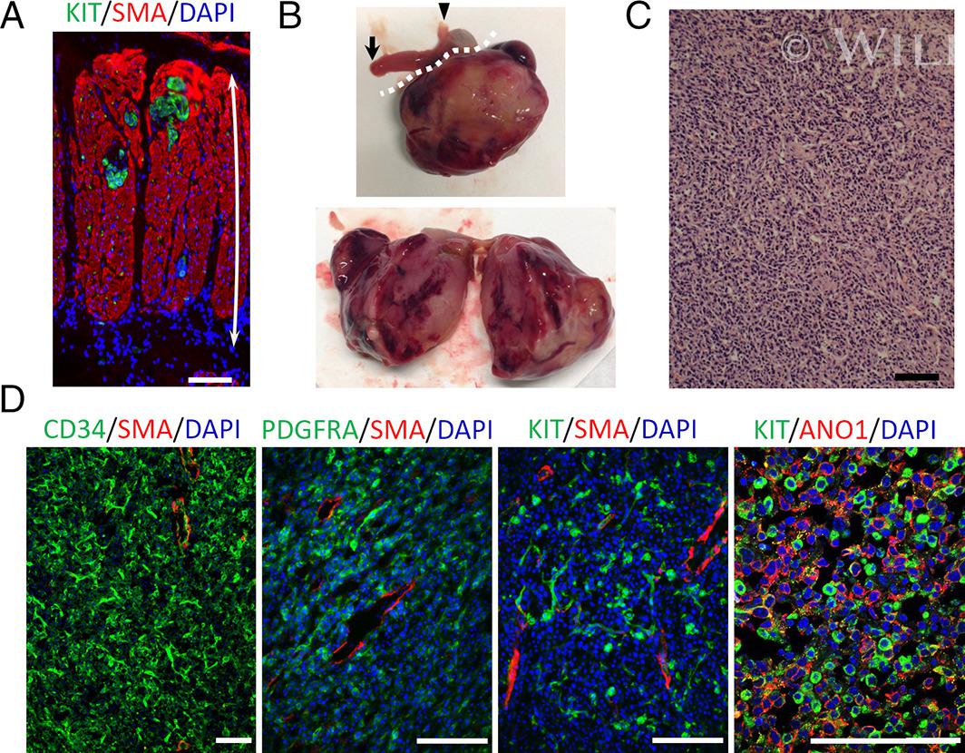 CD34 Antibody, Biotin (13-0341-82)