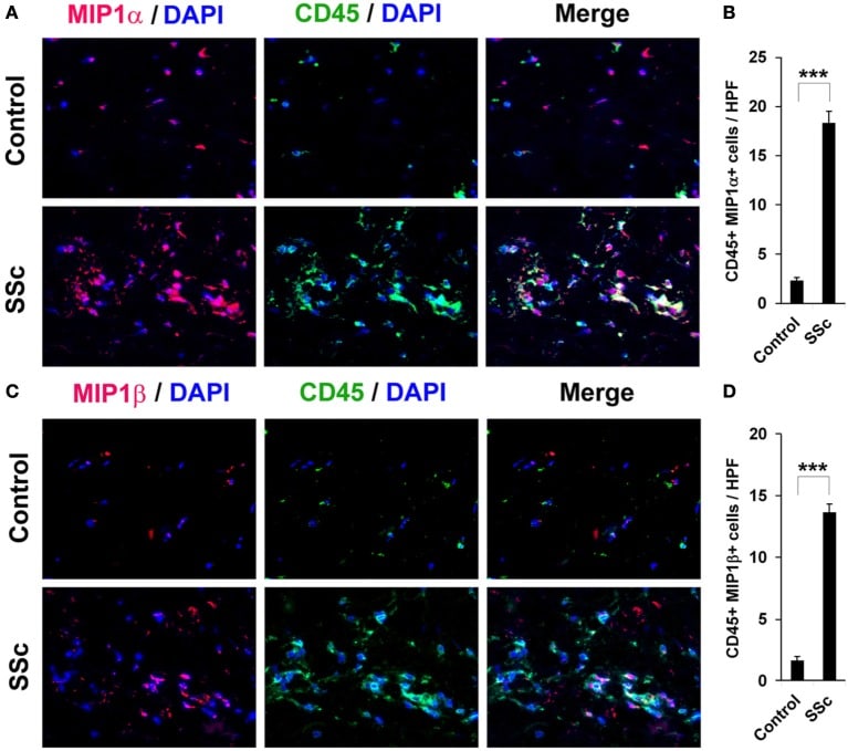 CD45 Antibody, eFluor® 506 (69-0459-42)