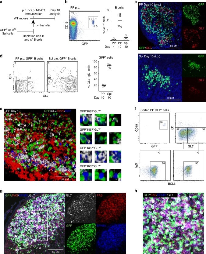 GL7 Antibody, Alexa Fluor™ 488 (53-5902-82)