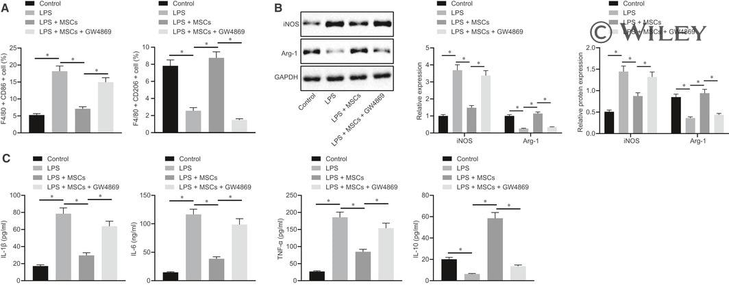 CD206 (MMR) Antibody, APC (17-2061-82)