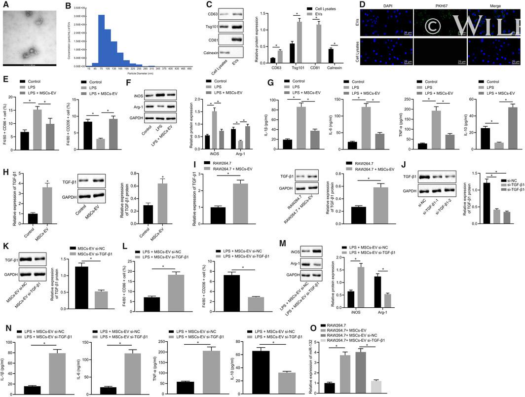 CD206 (MMR) Antibody, PE (12-2061-82)