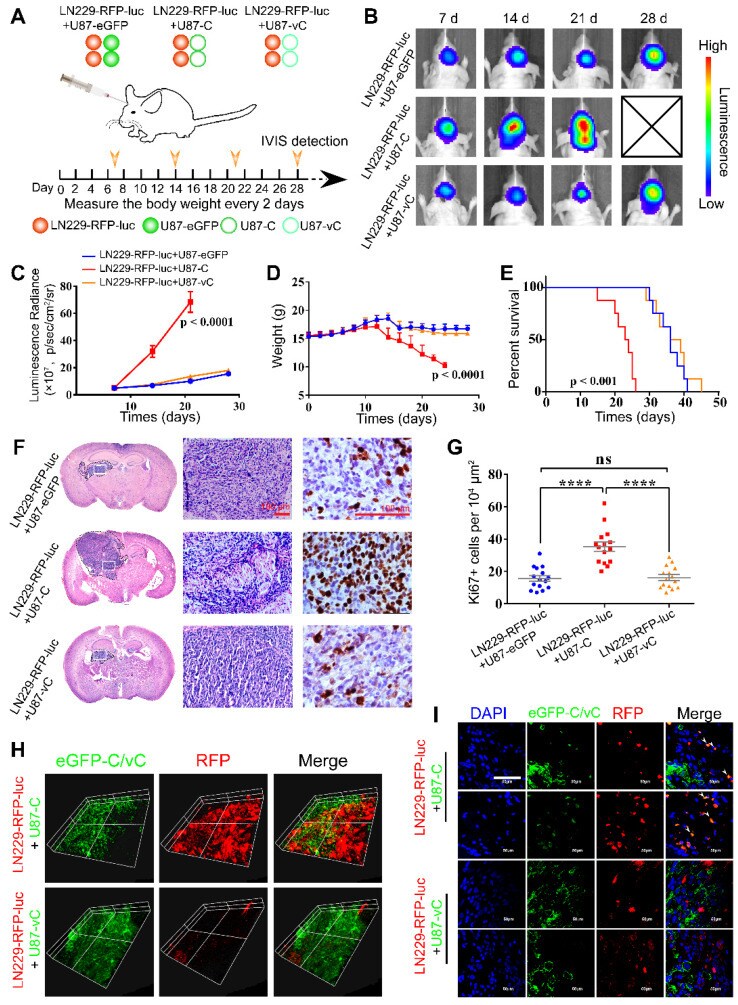 CD206 Antibody (PA5-46994)