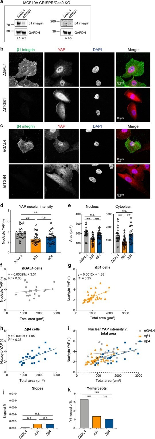 CD104 (Integrin beta 4) Antibody (14-1049-82)
