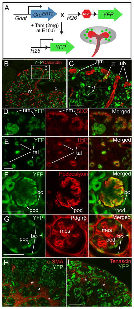 CD140b (PDGFRB) Antibody (14-1402-82)