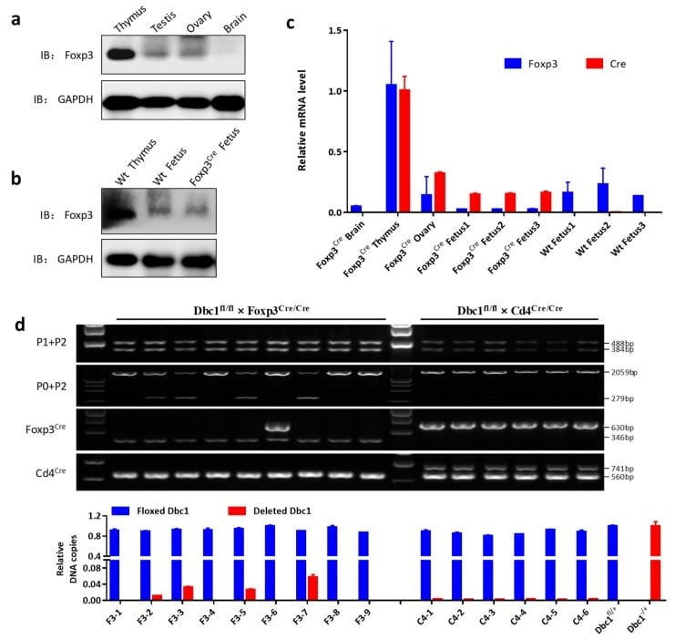 FOXP3 Antibody (14-7979-82)