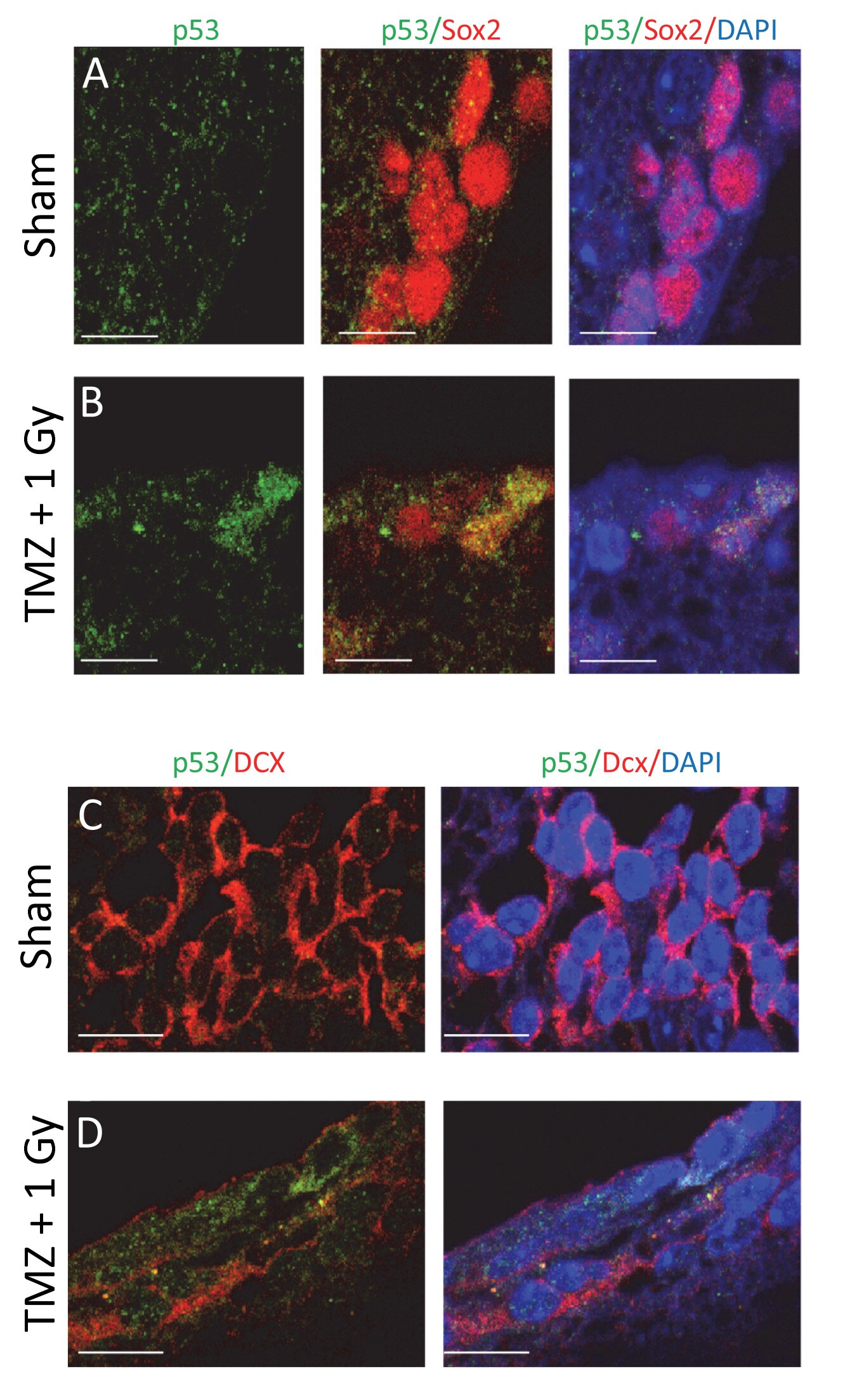 SOX2 Antibody, Alexa Fluor® 488 (53-9811-82)