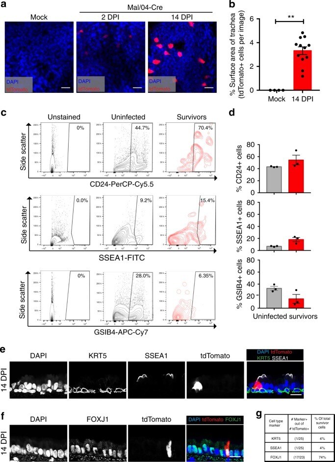 FOXJ1 Antibody (14-9965-82)