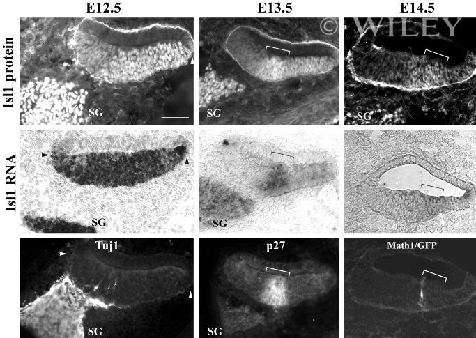 Phospho-CaMKII alpha (Thr286) Antibody (MA1-047)