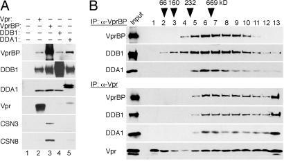 DDB1 Antibody (37-6200)