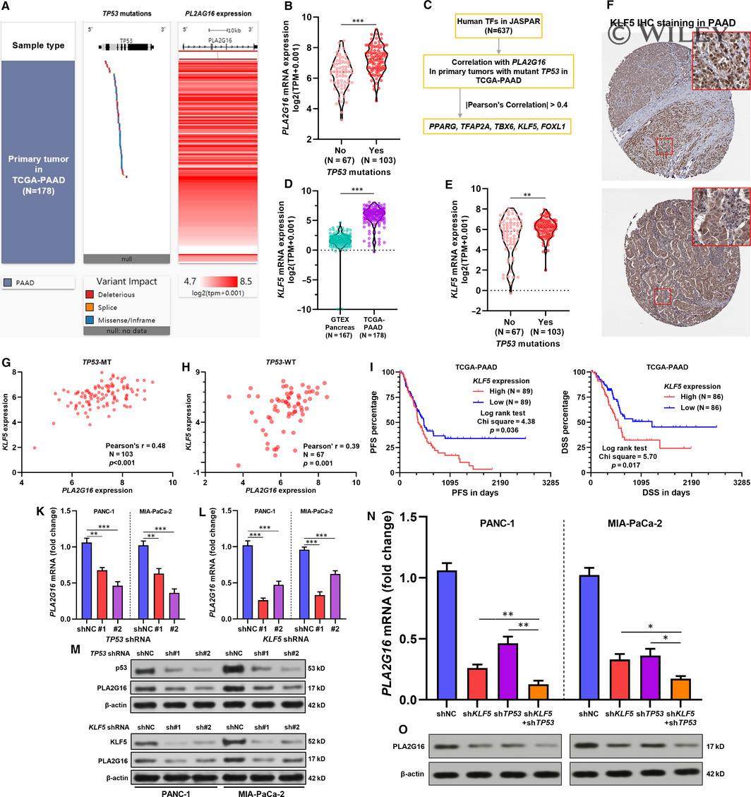 p53 Antibody (MA5-14516)