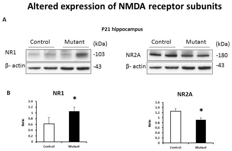 NMDAR1 Antibody (32-0500)