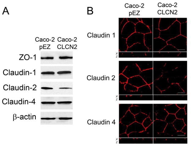 Claudin 2 Antibody (51-6100)
