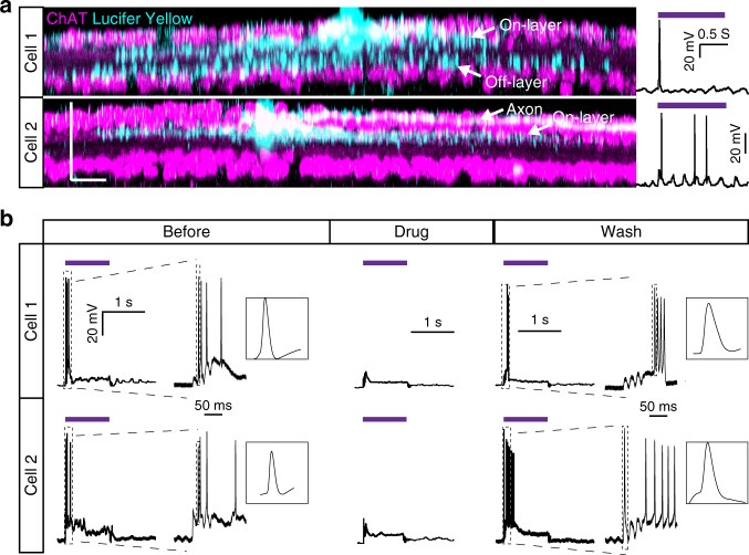 Lucifer Yellow Antibody (A-5750)