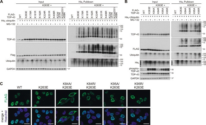 6x-His Tag Antibody (MA1-21315)