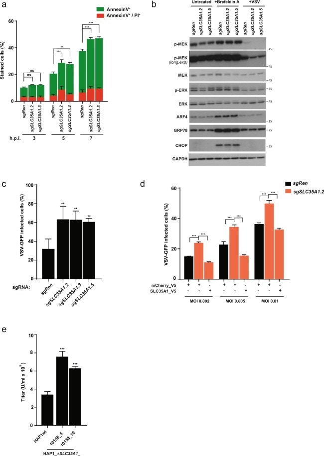 CHOP Antibody (MA1-250)