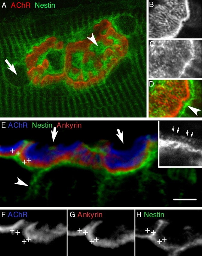 Ankyrin G Antibody (33-8800)