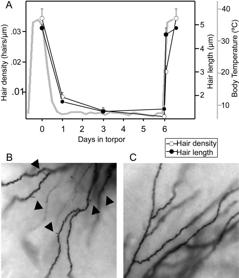 Lucifer Yellow Antibody (A-5750)