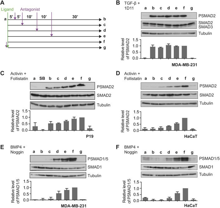 SMAD1 Antibody (38-5400)