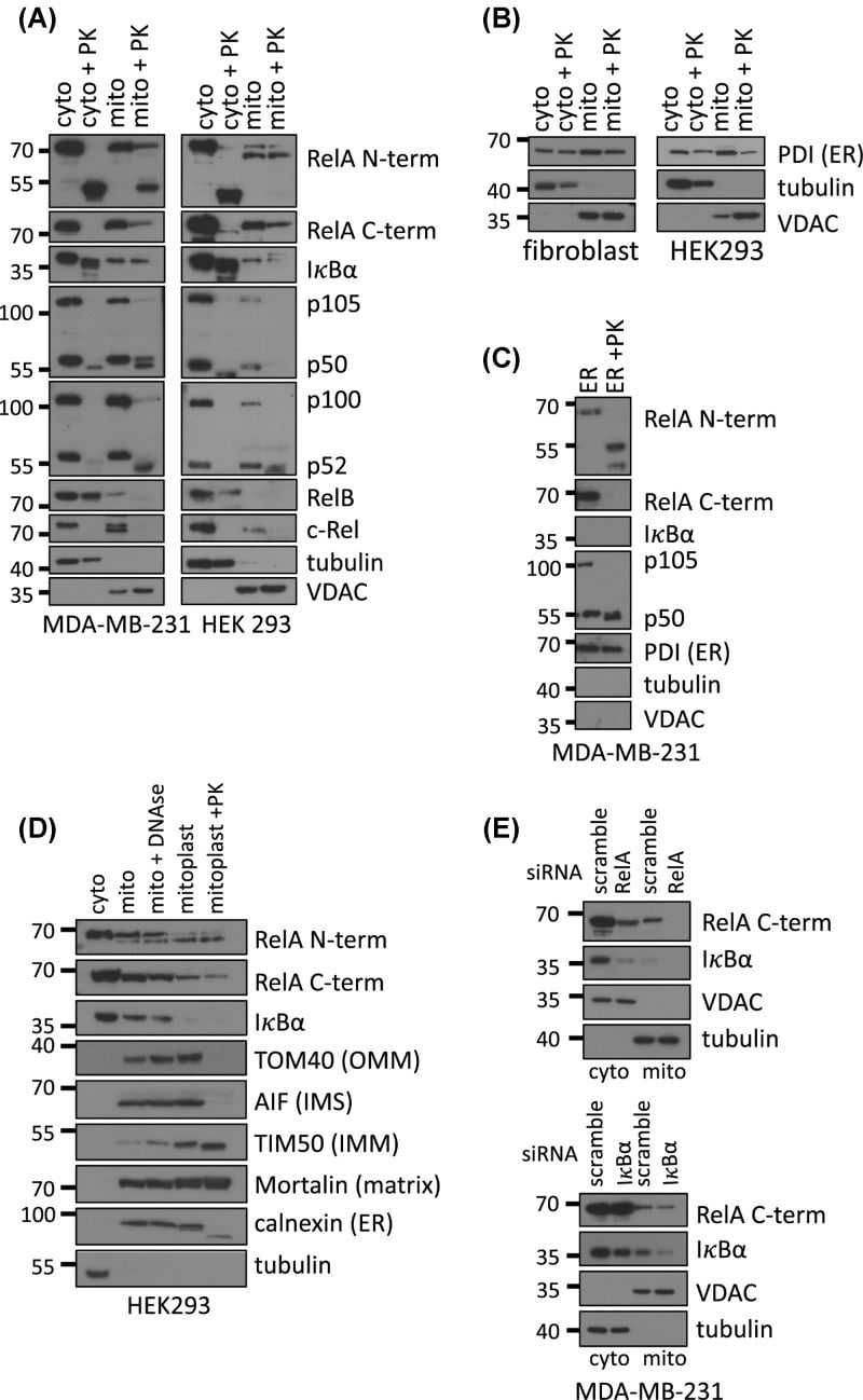 mtHSP70 Antibody (MA3-028)